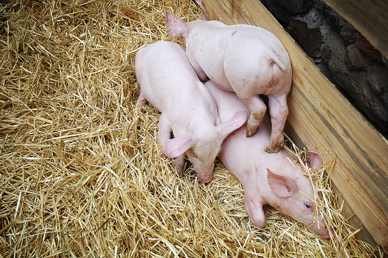 Bolesti svinja – grizenje repova i ušiju - AgroPlod.rs