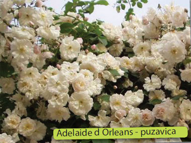 Sorte ruža i njihova kratka istorija - AgroPlod.rs