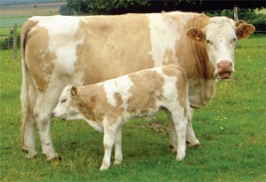 Osemenjavanje krava – kolika je odgovornost osemenitelja - AgroPlod.rs