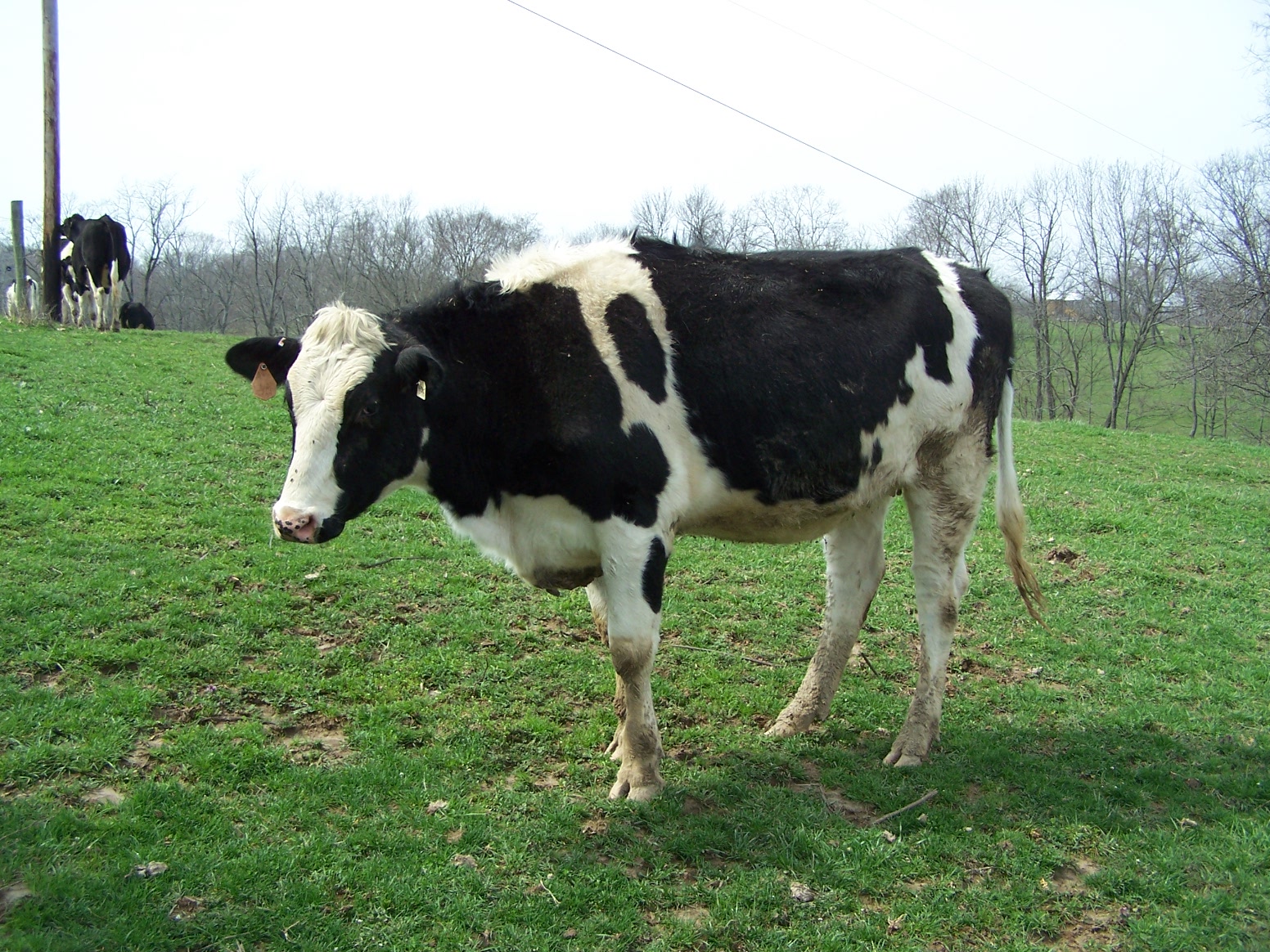 Korišćenje robota u proizvodnji mleka - AgroPlod.rs