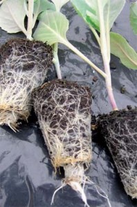 Supstrati – kako prepoznati najbolje - AgroPlod.rs